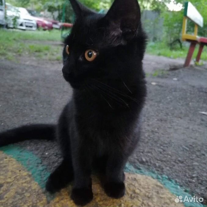 Черная кошка с медовыми глазами
