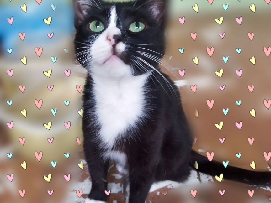 Котик Раймонд