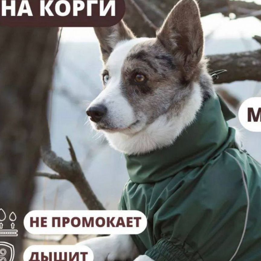 Дождевик для кобеля корги