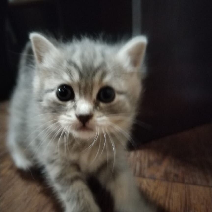 Шотландские котики