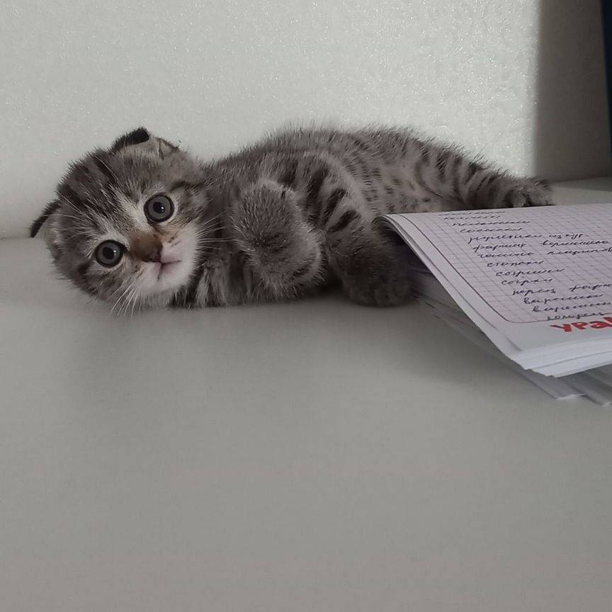 Шотландская вислоухая кошка