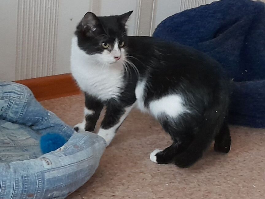 Котик 5 мес в семью