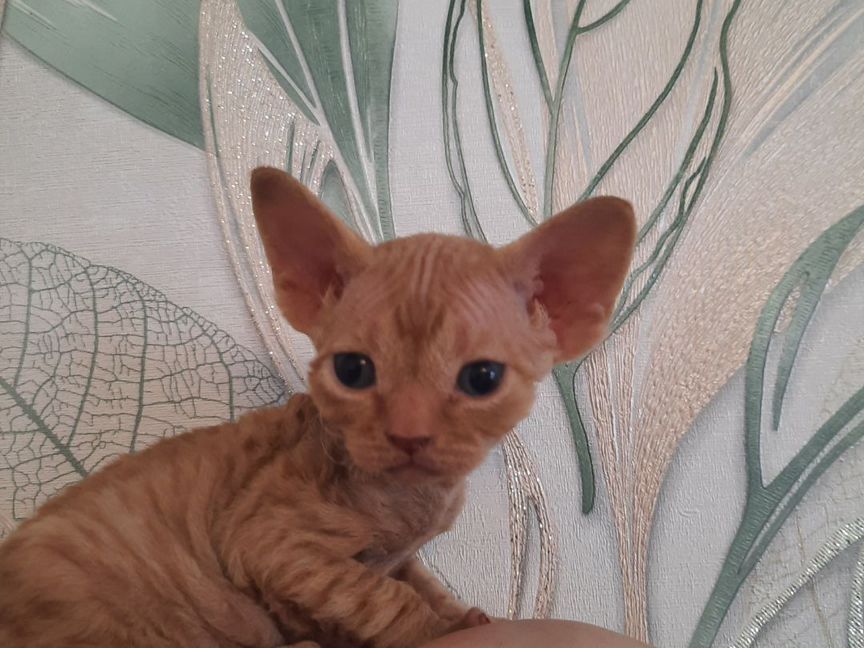 Котята девон-рекс