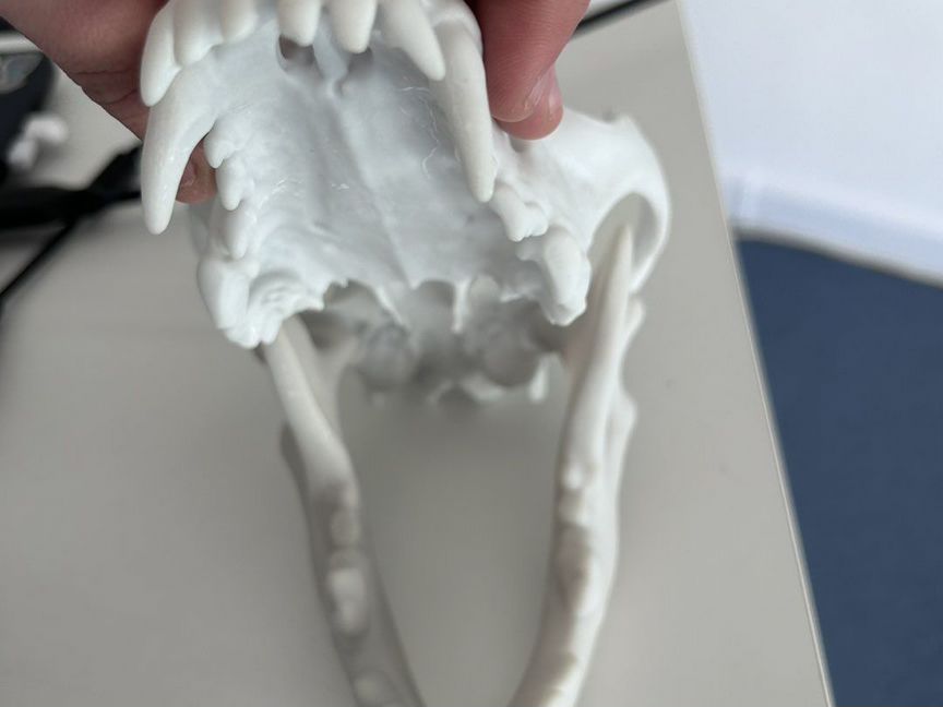 Кости для обучения Ветеринарных врачей