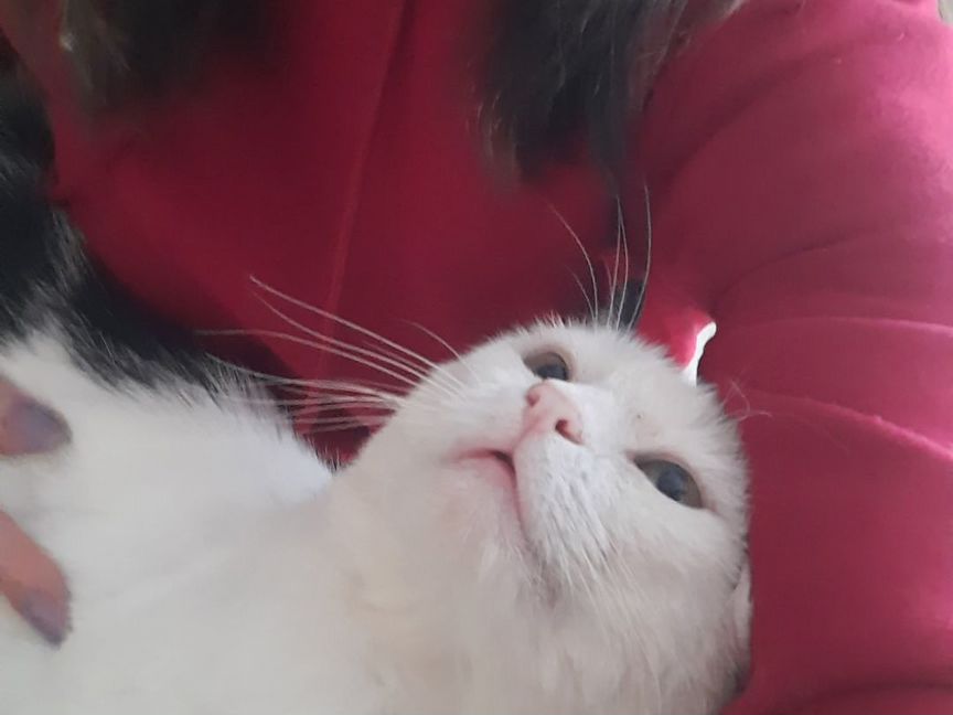 Котик в добрые руки