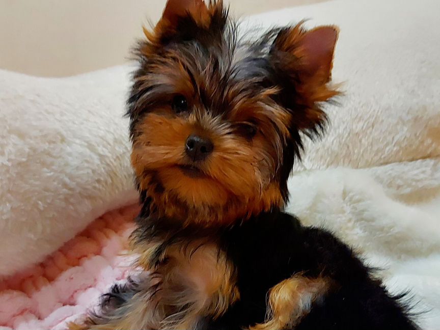 Йоркширский терьер щенки