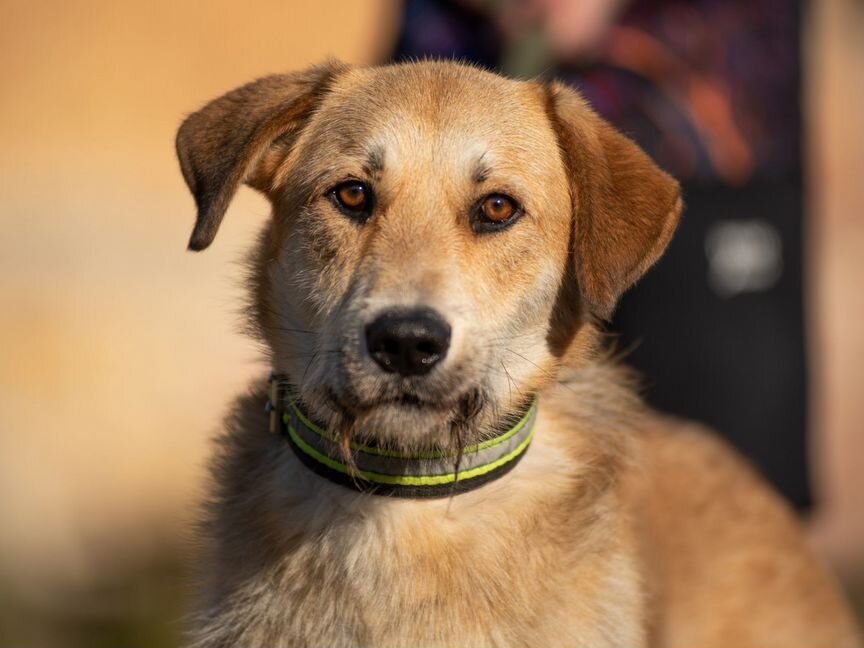 Шикарный пес Стинг из приюта в поисках семьи