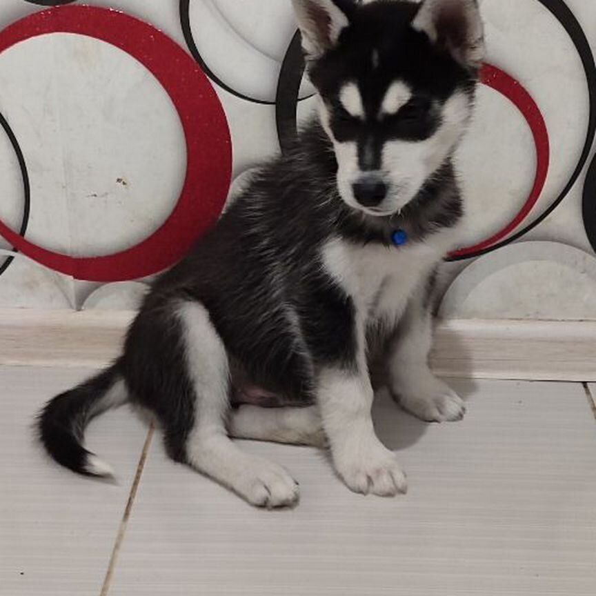 Щенки хаски