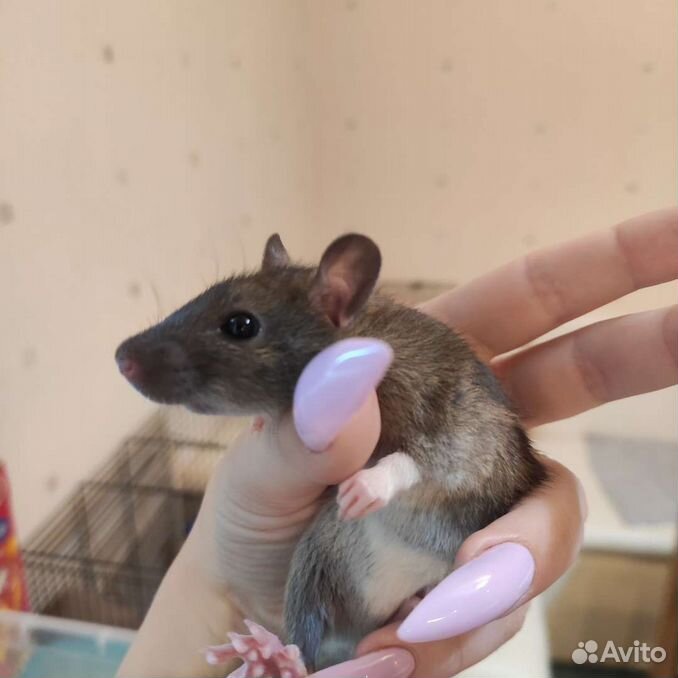 Крысята дамбо