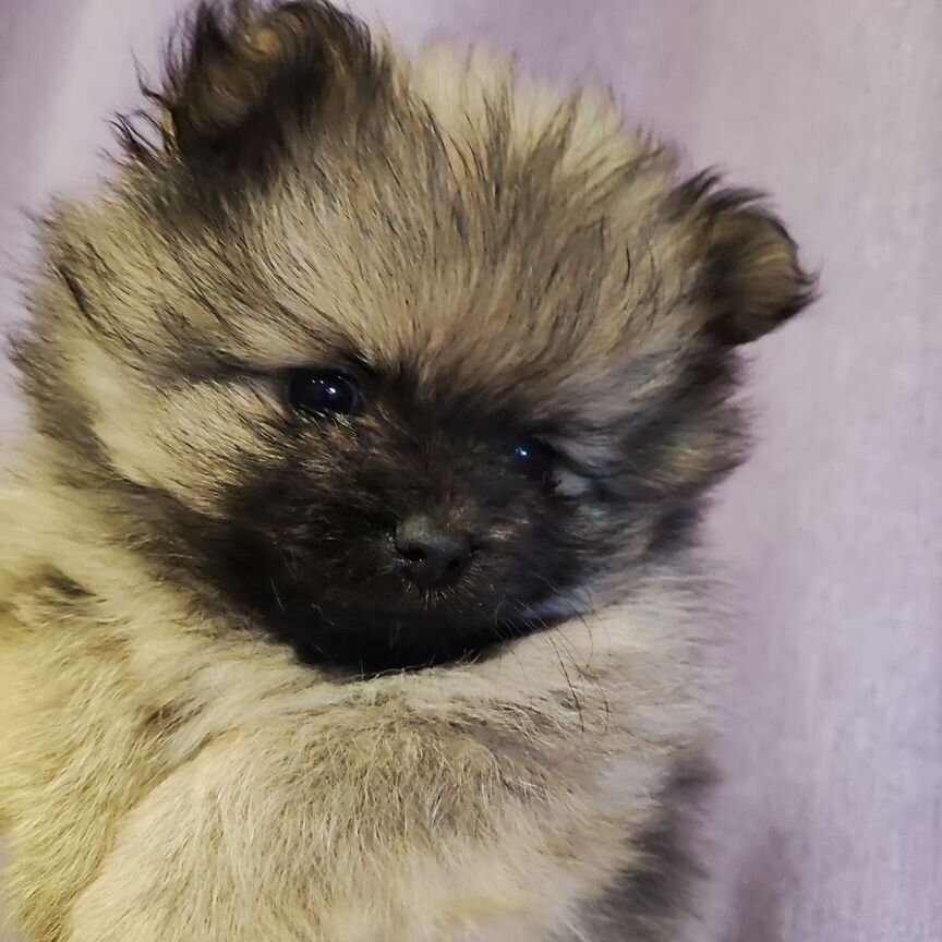 Померанский шпиц