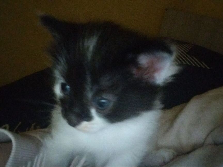 Катёнок очень милый и дружелюбный и немного мемный