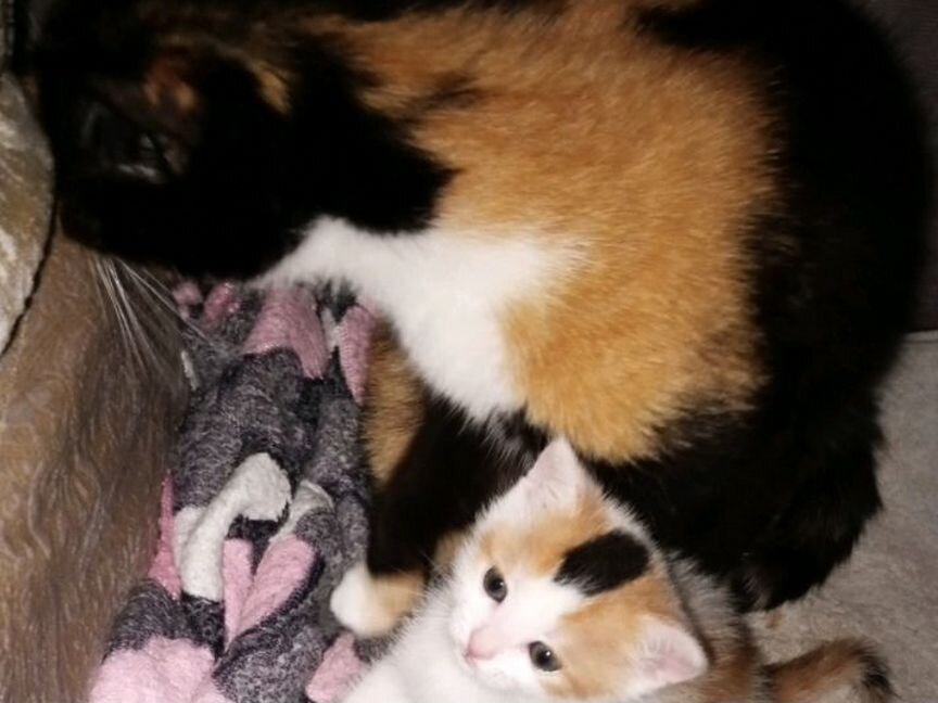 Кошечка в добрые руки