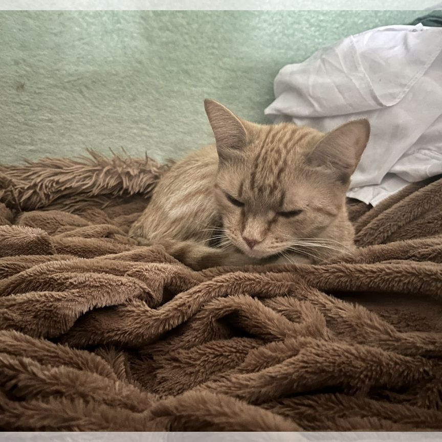 Кошка бесплатно