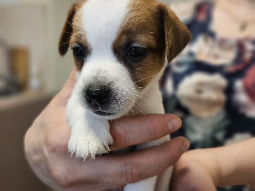 Джек Рассел терьер гладкошерстный