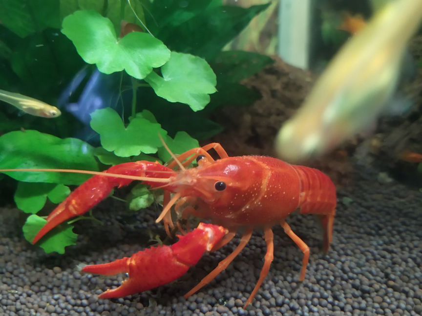 Флоридский рак