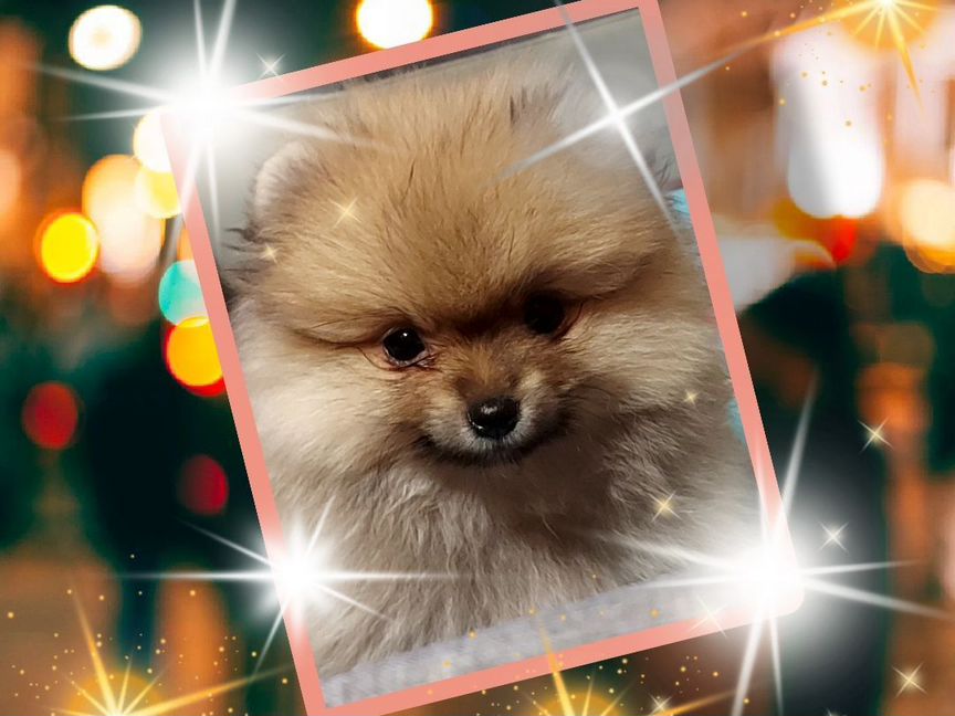 Шпицулька, куколичка