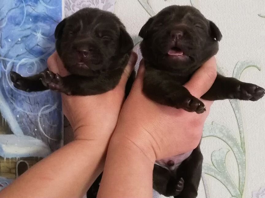 Лабрадорчики 2 мальчика Рождественские