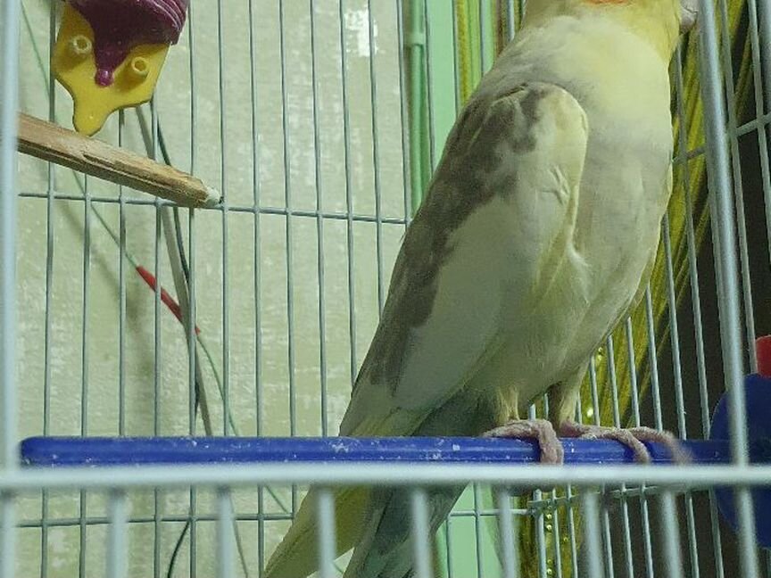 Попугай корелла с клеткой