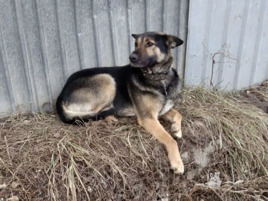 Восточноевропейская овчарка