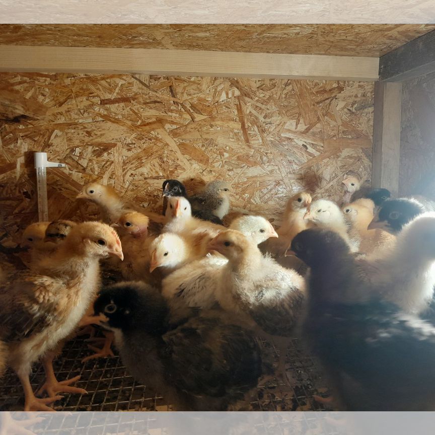 Подрощенные цыплята