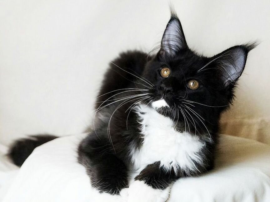 Котята мейн кун