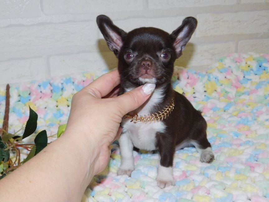 Чихуахуа шоколадка куколка