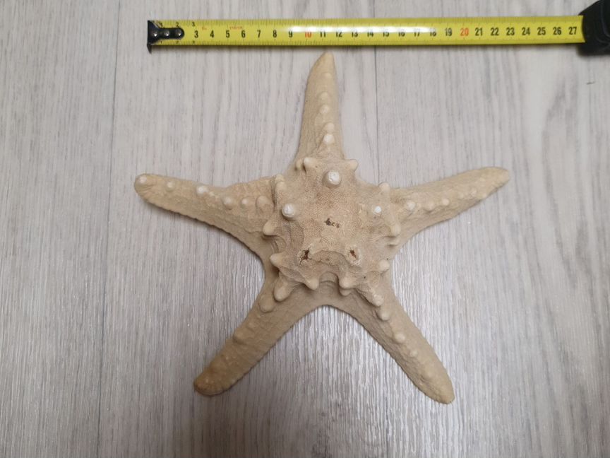 Морская звезда