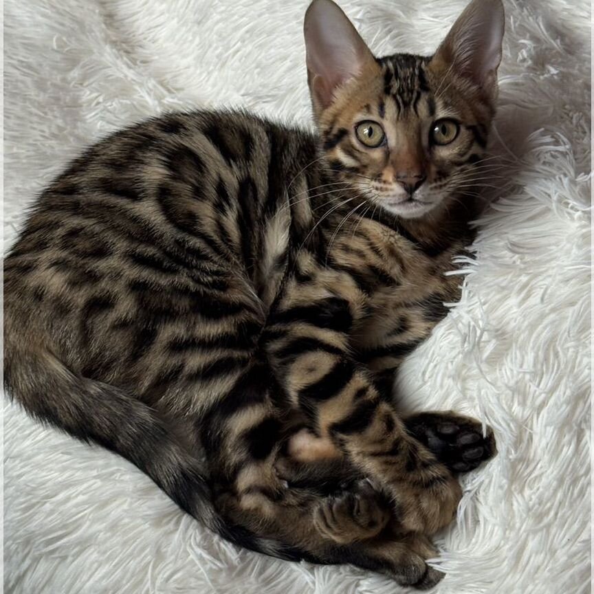 Бенгальская кошка