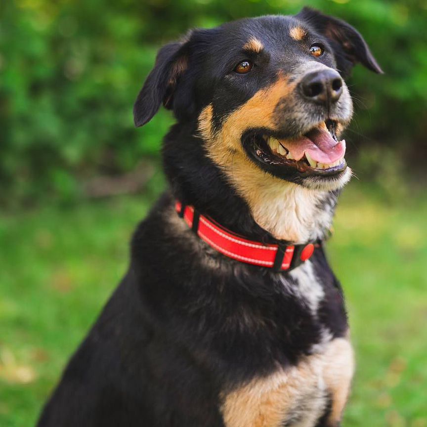 Лилу ищет дом