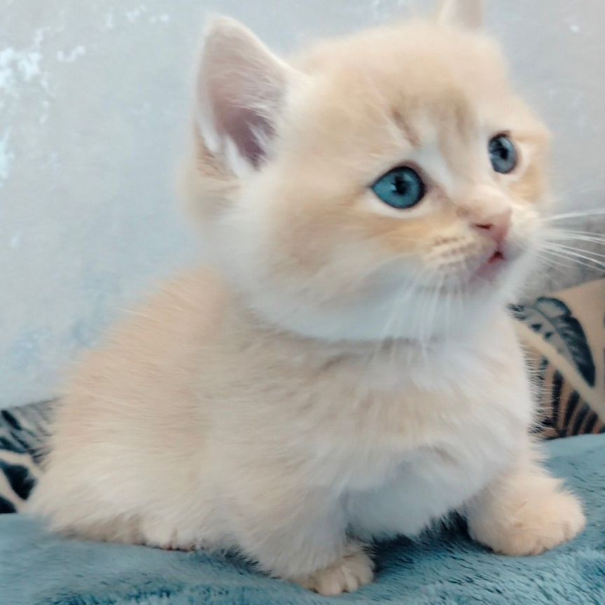 Кот манчкин