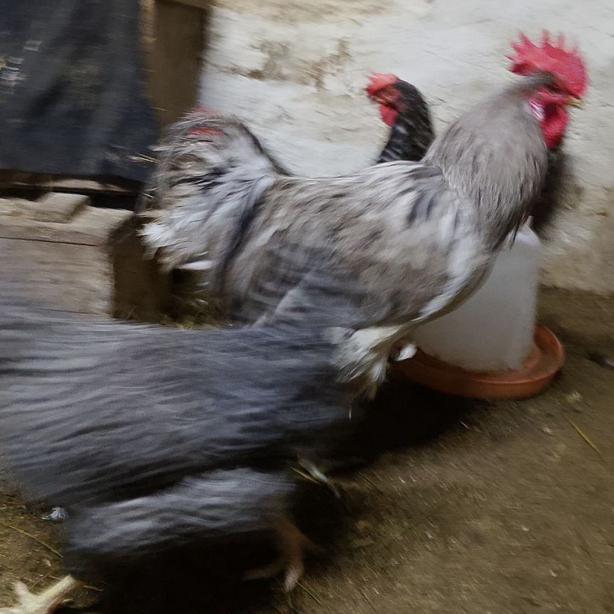 Петух голубой джерсийский гигант