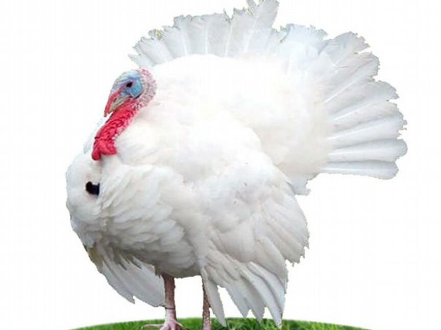 Инкубационное яйцо индейки Хайбрид Конвертер