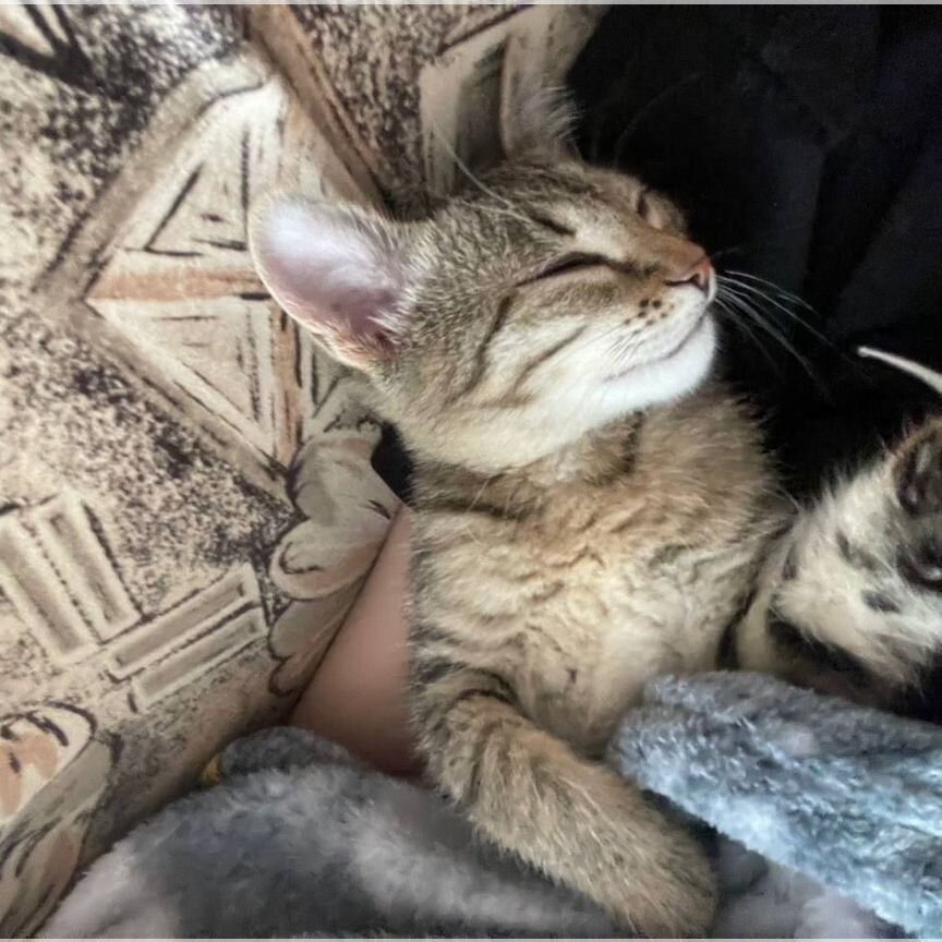 Шотландский прямоухий короткошёрстный котёнок