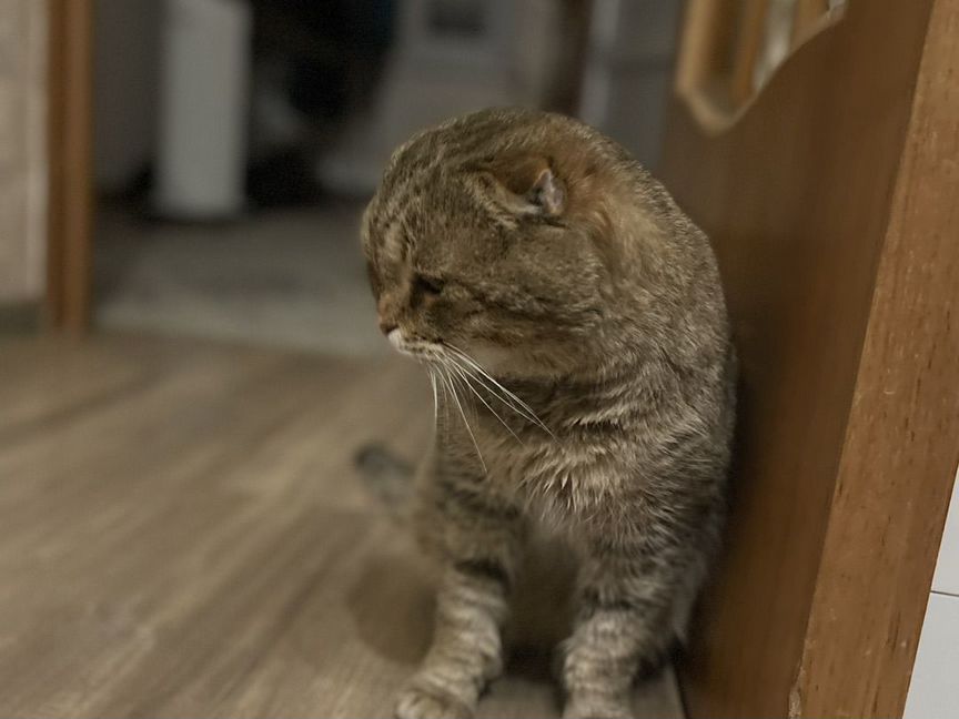 Кот породистый