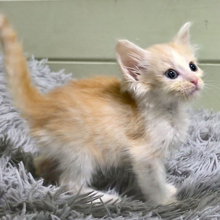 Котенок в добрые руки