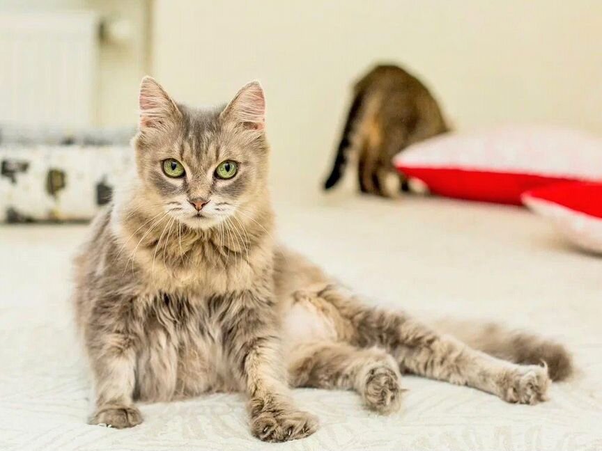 Кошечка Шармель - невероятная красавица