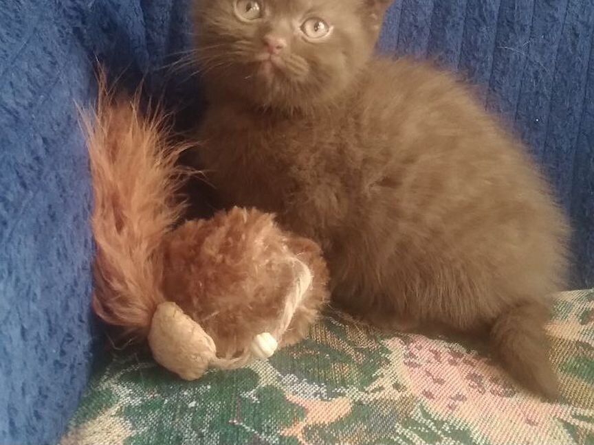 Шотландская вислоухая