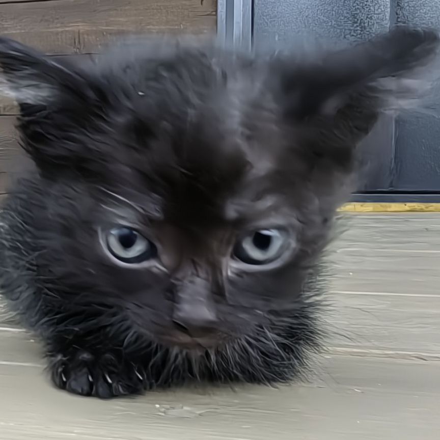 Котёнок в добрые руки