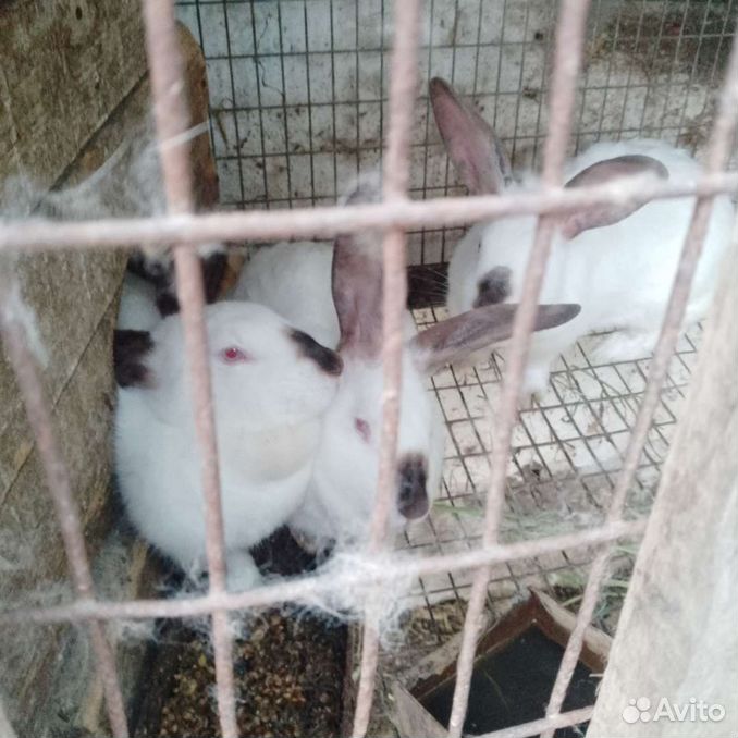 Калифорнийские кролики