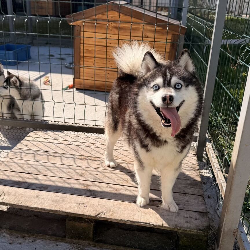 Помски, взрослый пёс