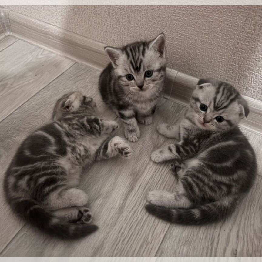 Шотландские вислоухие, прямоухие котята