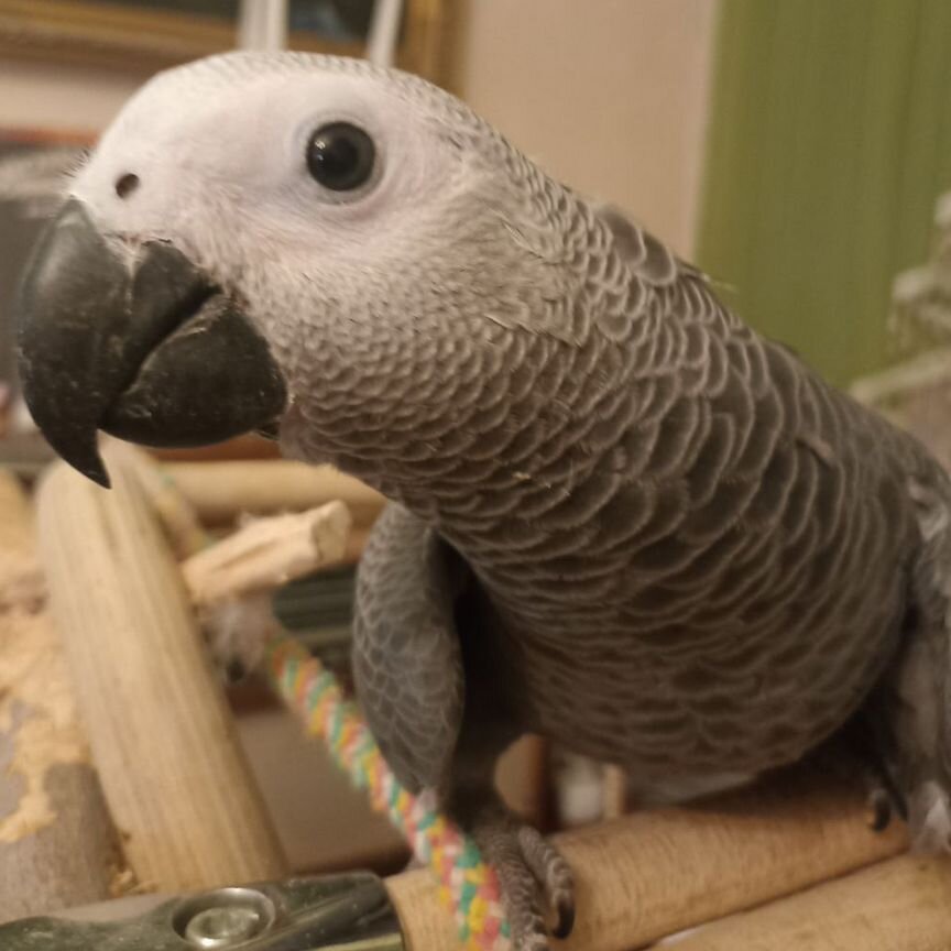 Ожереловый попугай выкормыш