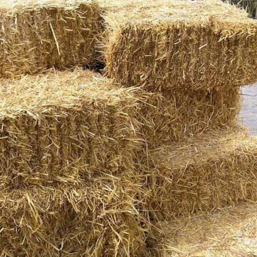 Солома в тюках пшеничная
