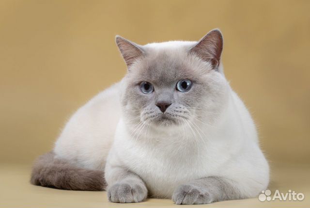 Клубный синеглазый британский котик