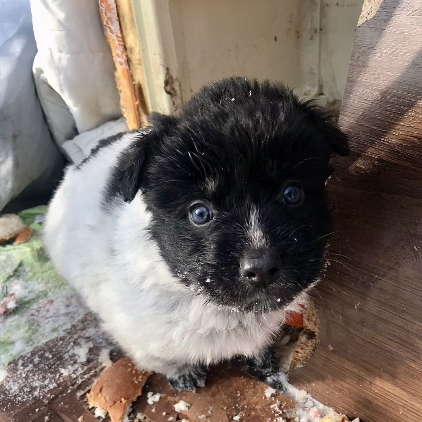 Щенок в добрые руки