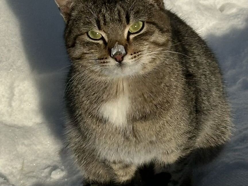 Кошки в добрые руки бесплатно