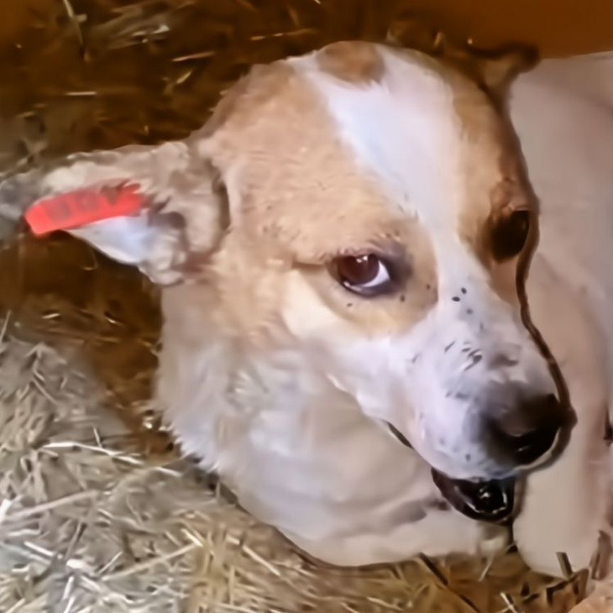 Взрослый пёс в добрые руки