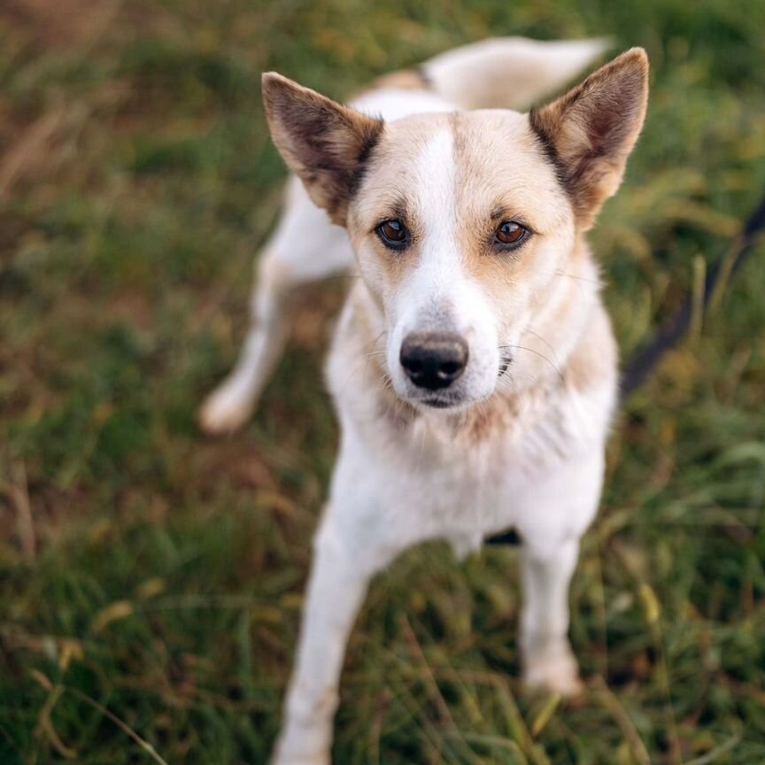 Собака в добрые руки