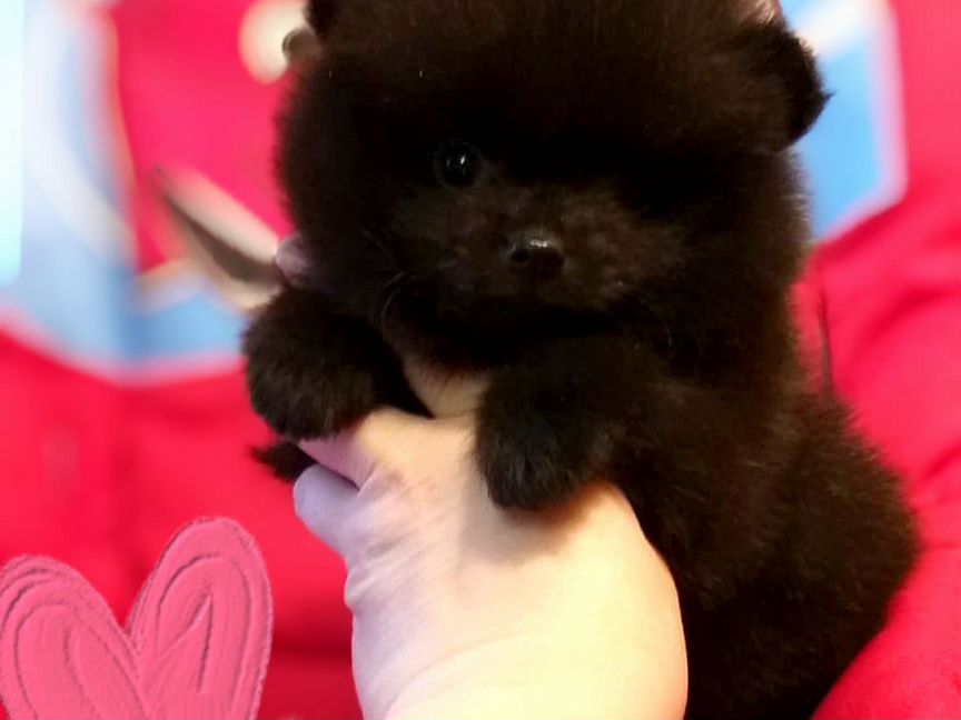 Шпице уголек померанский. Рассрочка