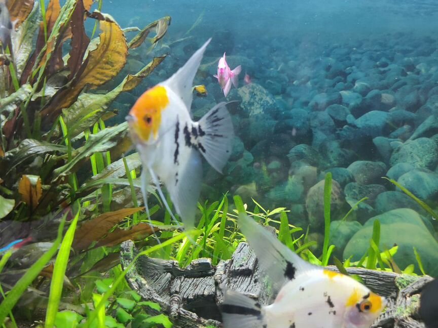 Скалярии Кои